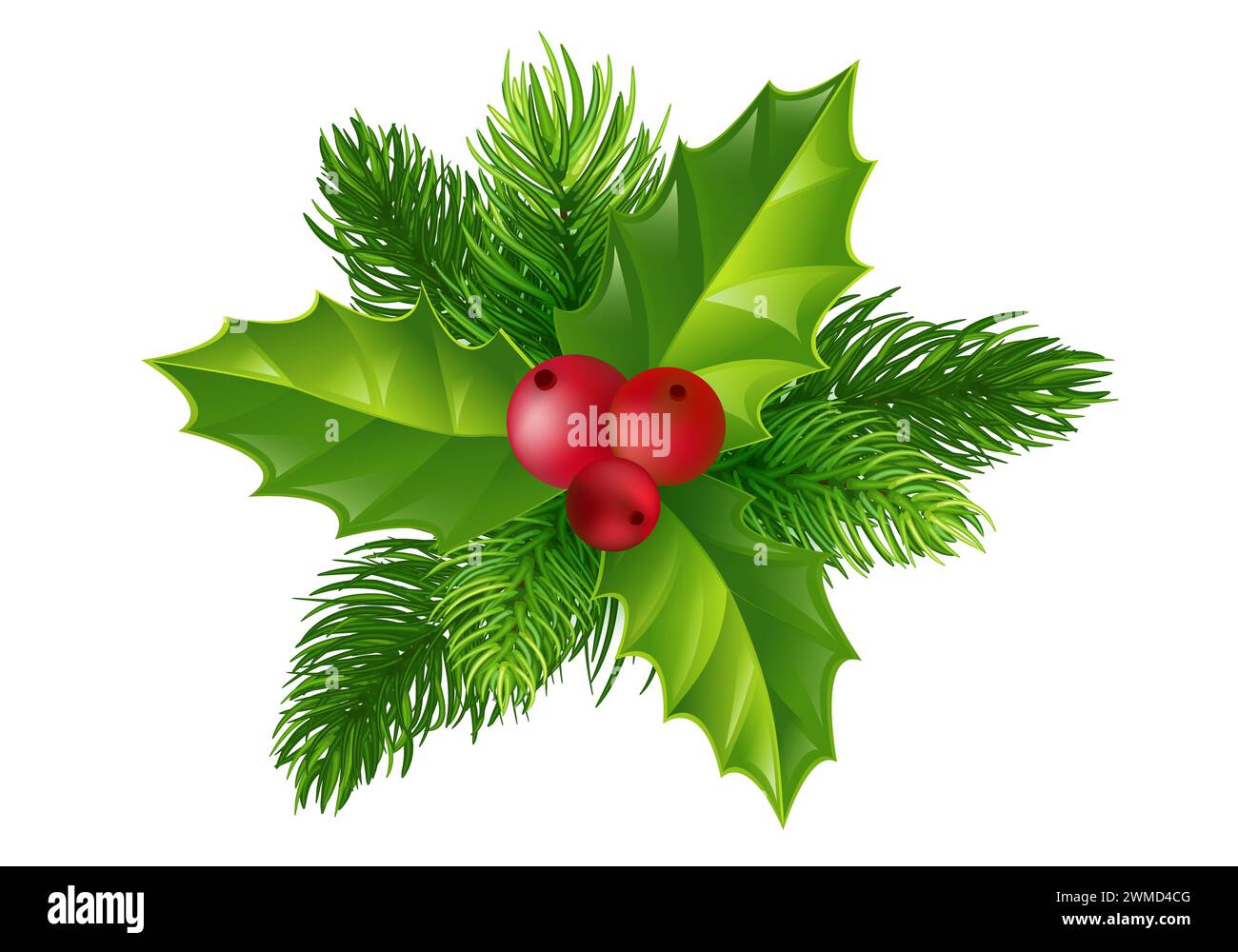 Vector holly and fir tree branches Christmas ornament. Holly green ...