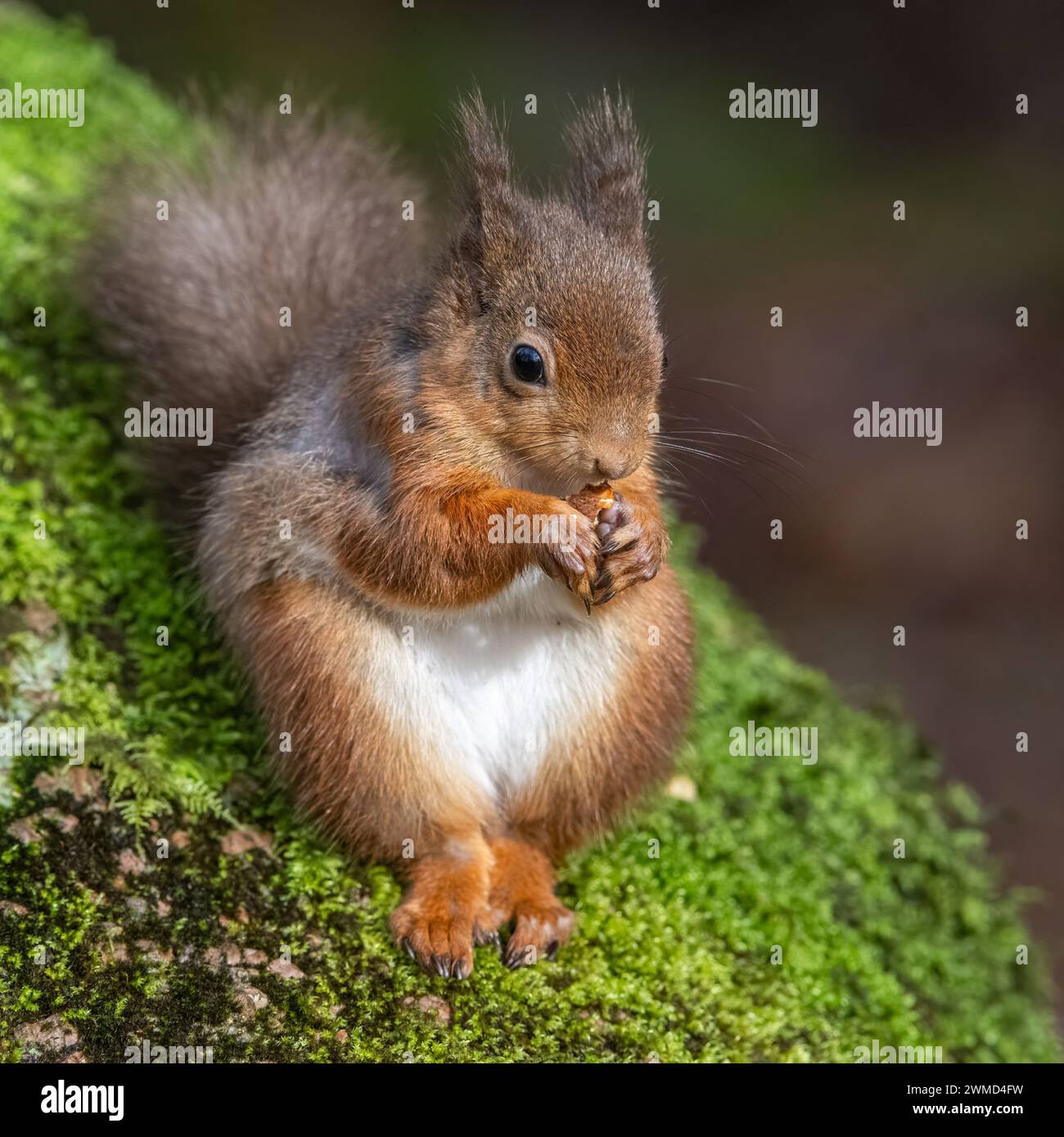 Red tailed squirrel hi-res stock photography and images - Alamy