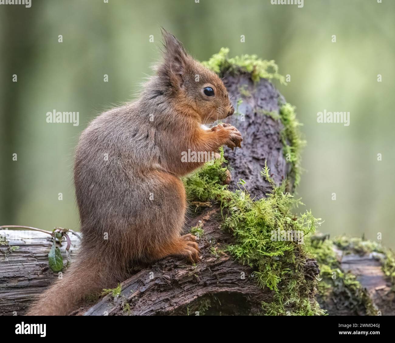 Red tailed squirrel hi-res stock photography and images - Alamy