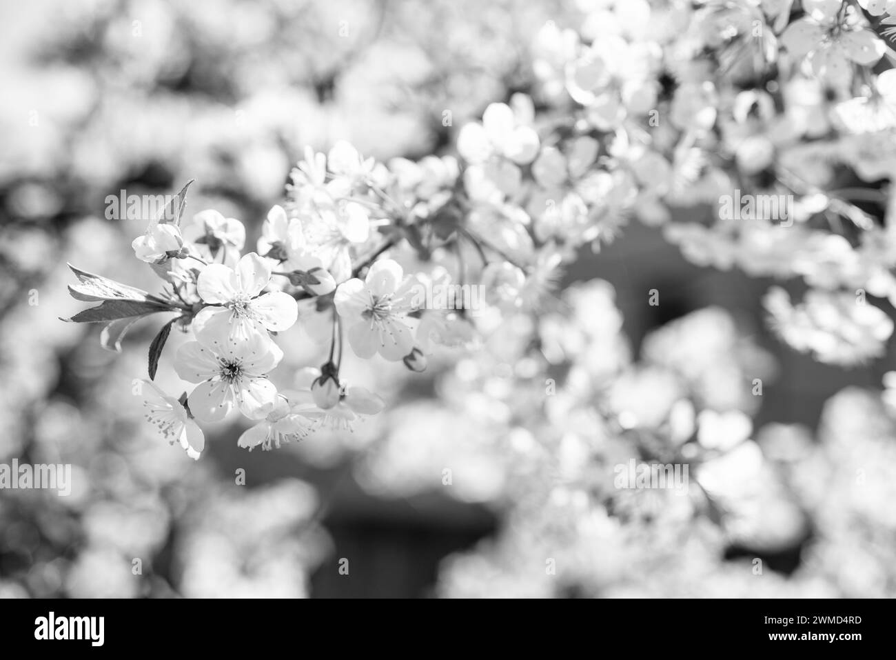 Apricot tree branch white Black and White Stock Photos & Images - Alamy