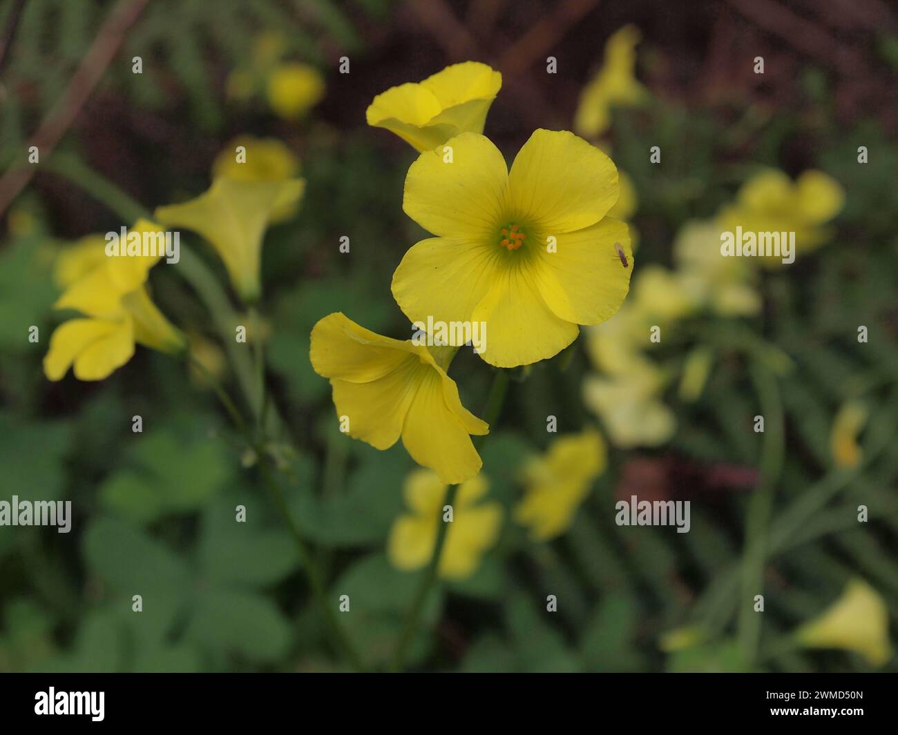 Carretera General TF-24 (El Rosario, Tenerife, Canary Islands, Spain ...