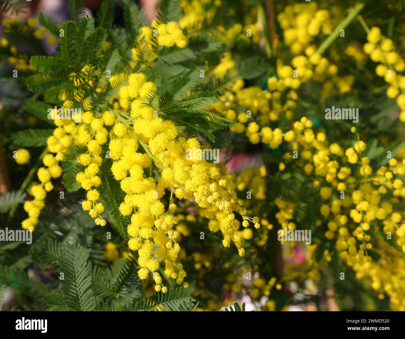 Yellow mimosa flowers the typical flower to give to girls and women on ...