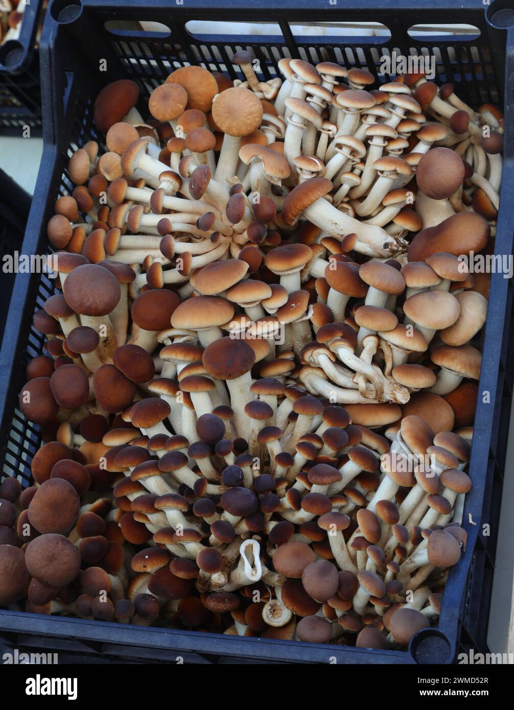 Edible brown and white Pioppino mushrooms or grocybe aegerita of ...