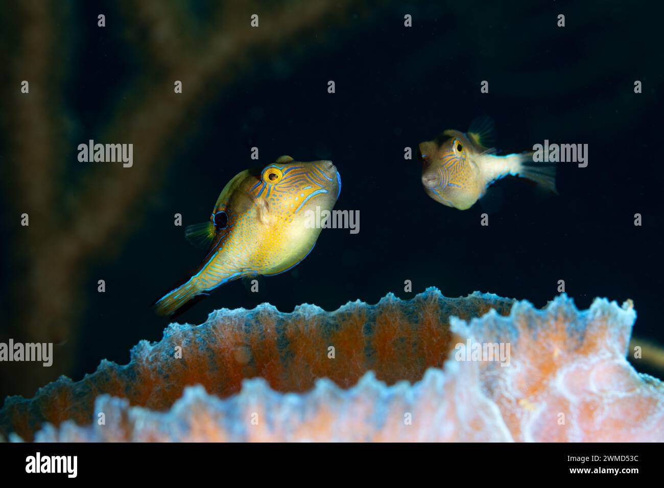 Close-up macro view of 2 Sharpnosed Puffer Fish, Canthigaster rostrata ...