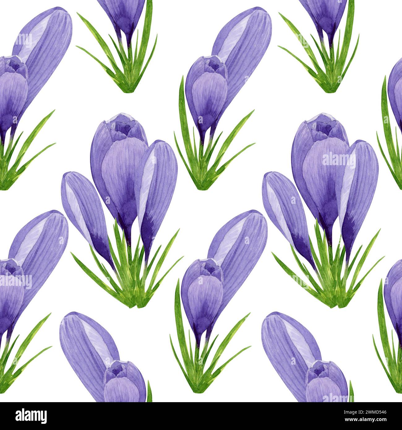 Watercolor purple crocuses seamless pattern, spring flowers digital ...