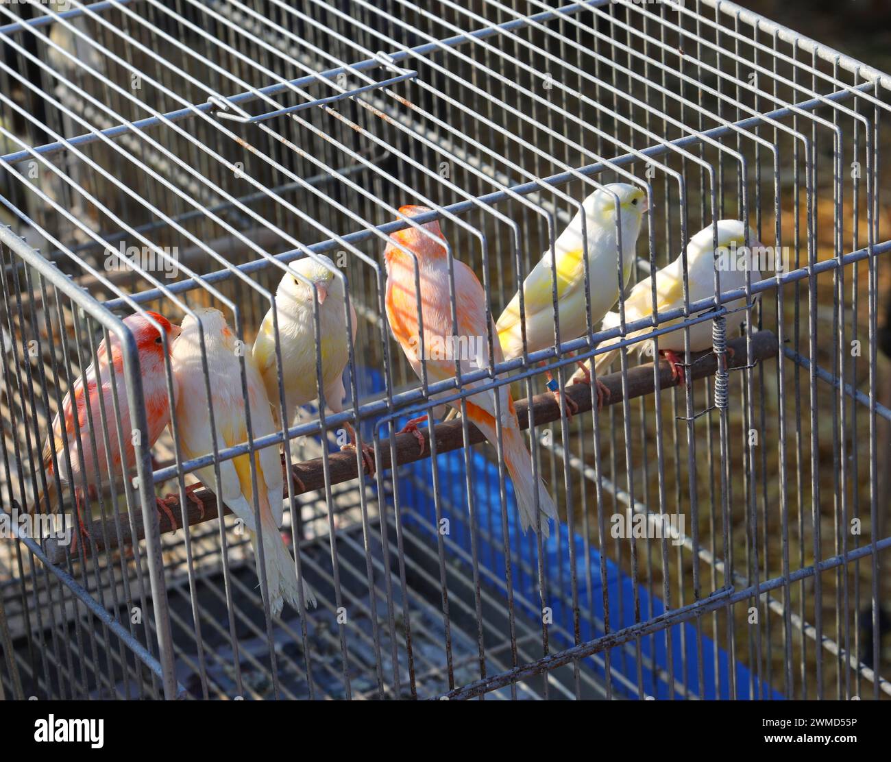 Canaries cage hi-res stock photography and images - Alamy