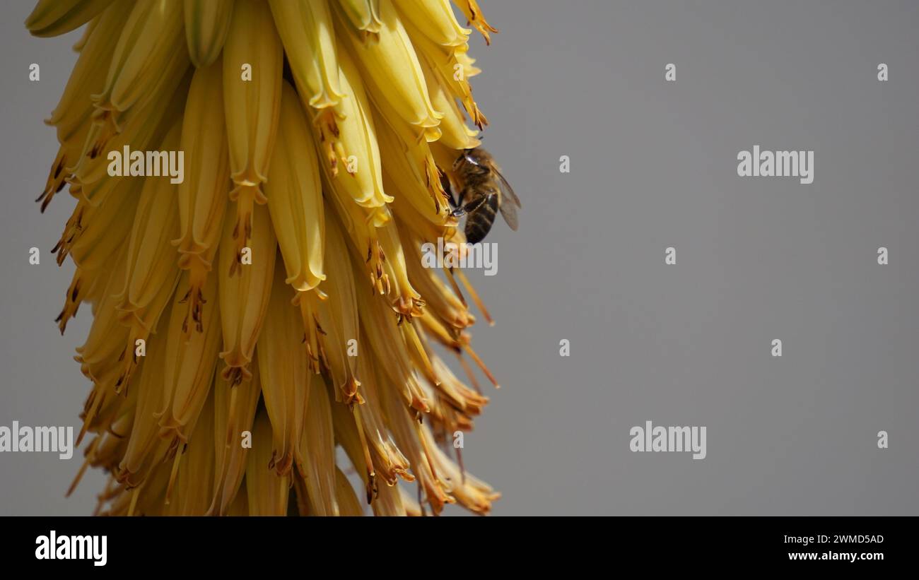 Bee interaction hi-res stock photography and images - Alamy
