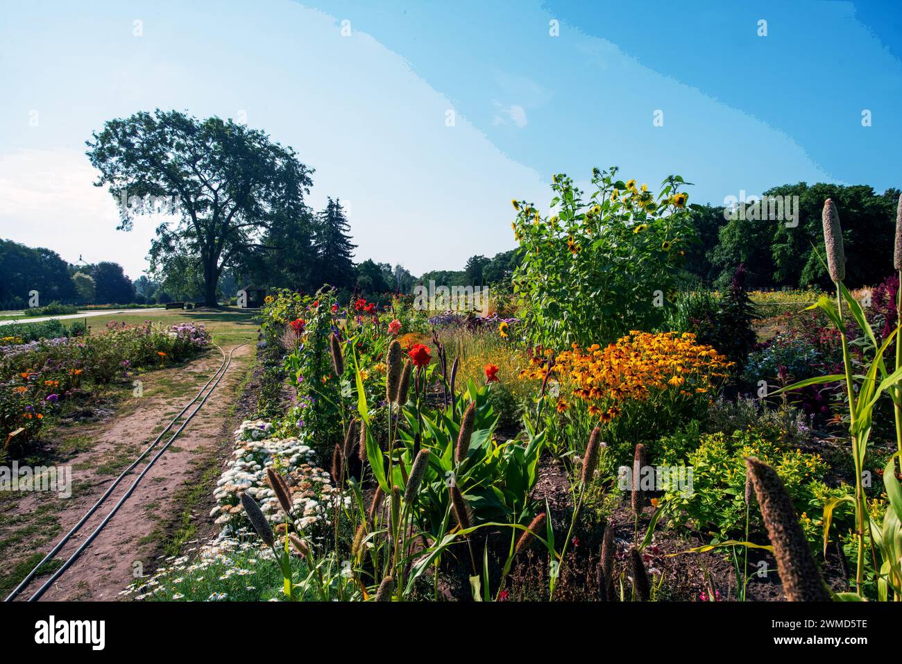 Amazing gardening in Botanical garden of Minsk . Women in main ...