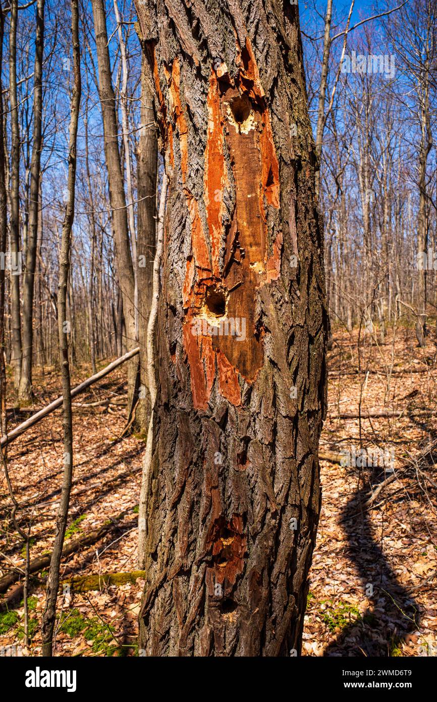 Bathed in the gentle warmth of spring sunlight, an old tree adorned ...