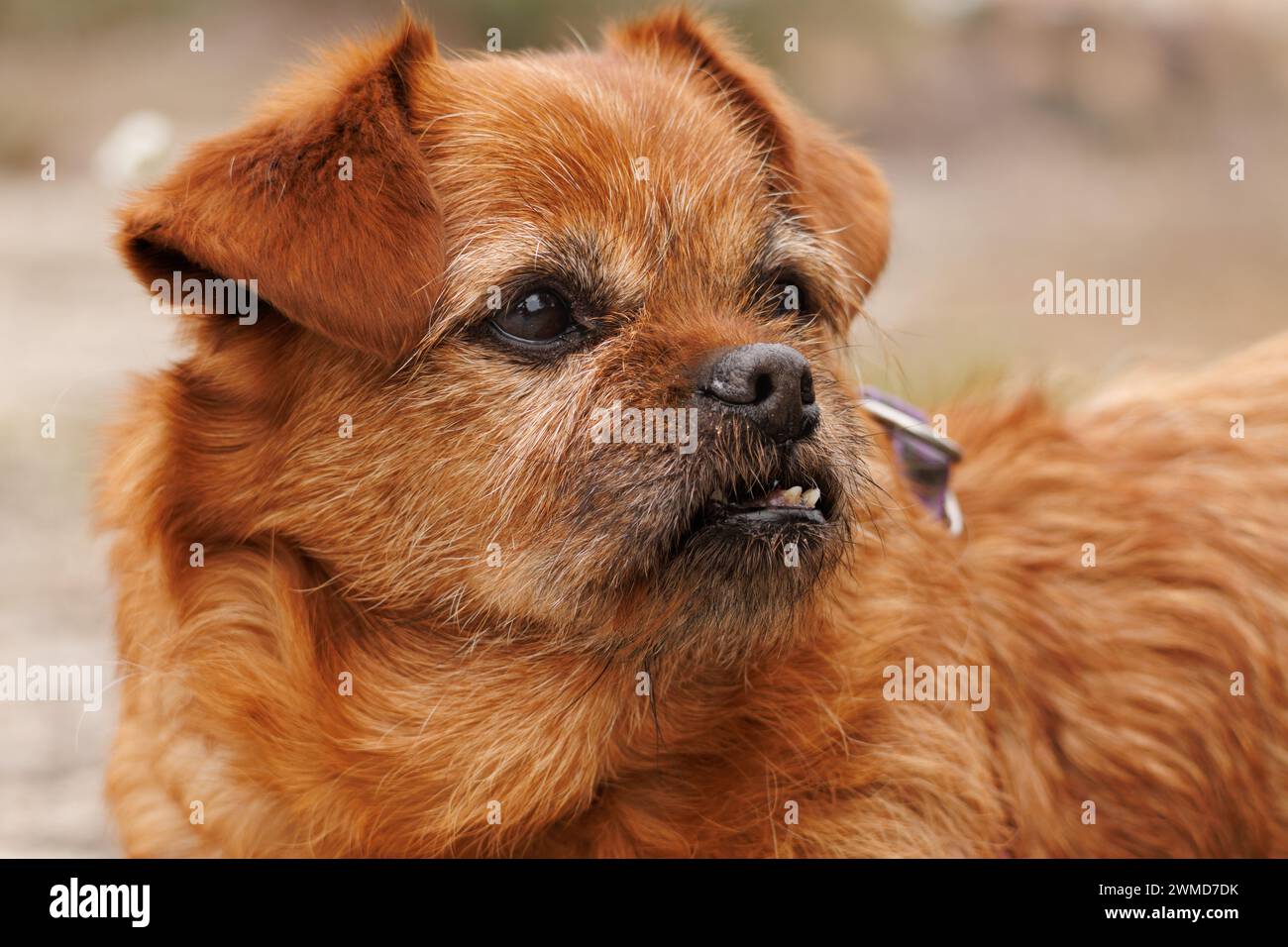Mixed-breed dog with deformed teeth and missing teeth due to pyorrhea ...