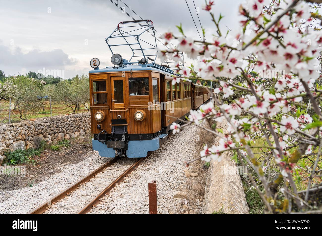 Soller train passing by an almond tree in bloom, Bunyola, Majorca ...