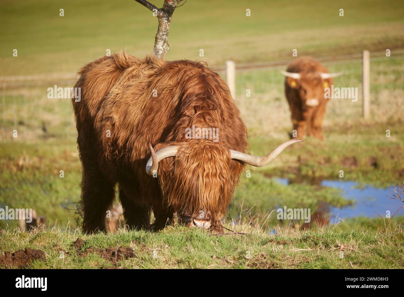 Highland cow at Swanston Farm Edinburgh, Scotland Stock Photo - Alamy