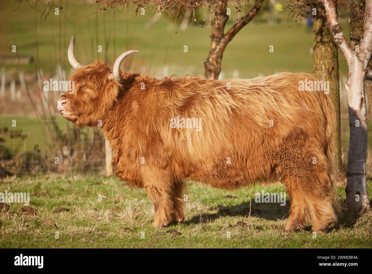 Highland cow at Swanston Farm Edinburgh, Scotland Stock Photo - Alamy
