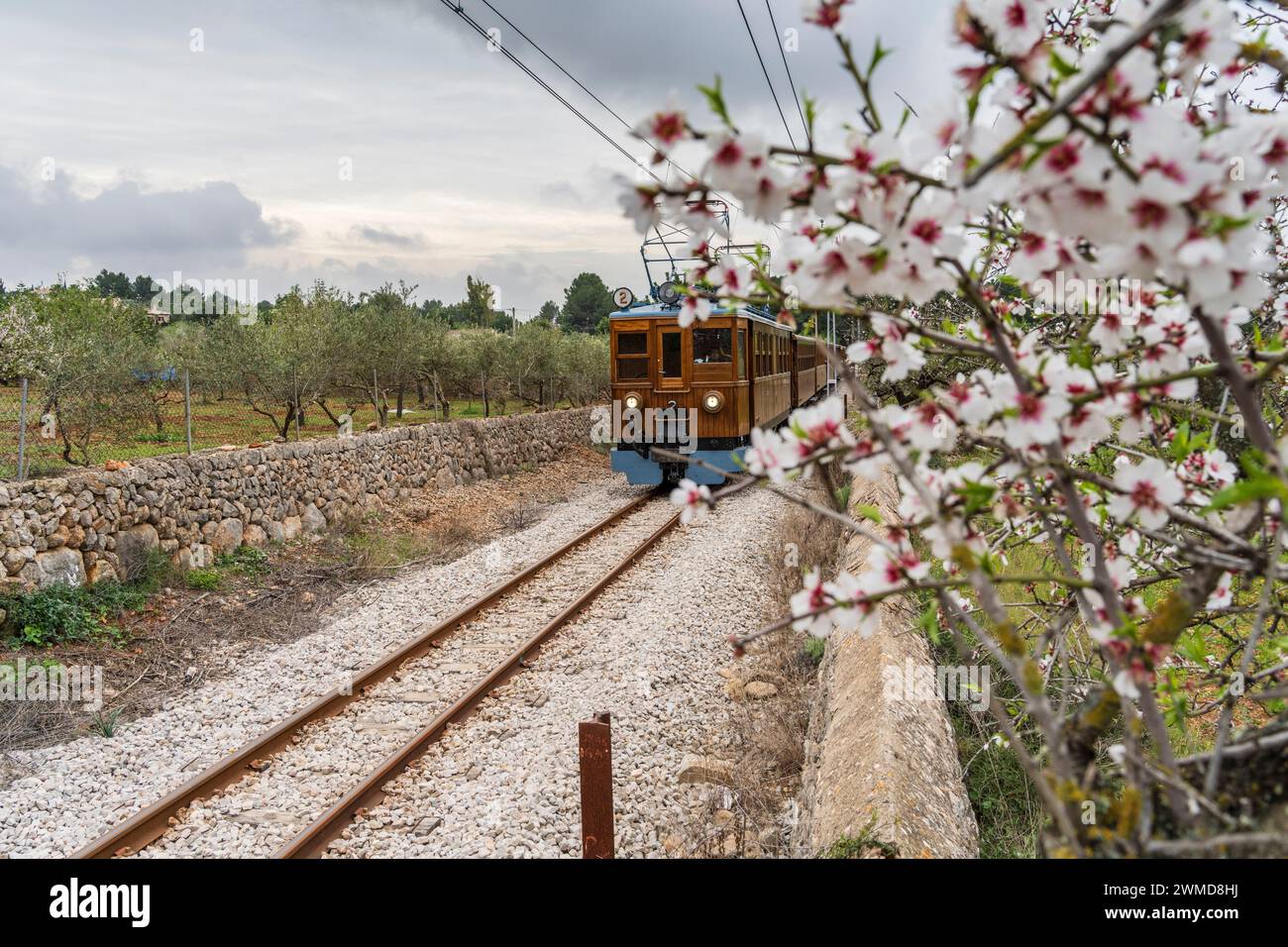 Soller train passing by an almond tree in bloom, Bunyola, Majorca ...