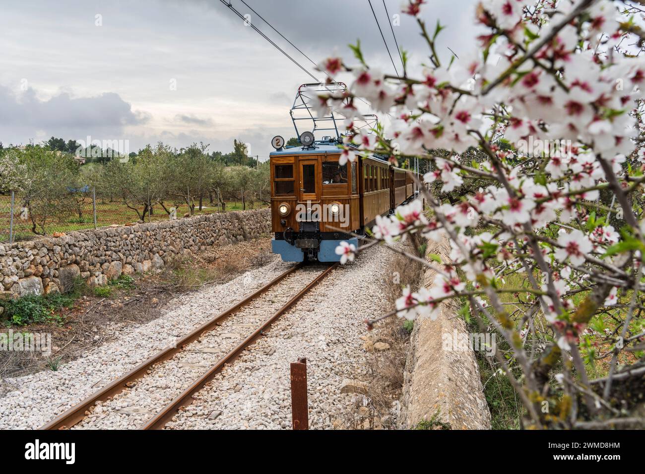 Soller train passing by an almond tree in bloom, Bunyola, Majorca ...
