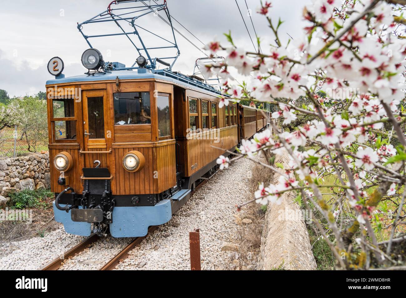 Soller train passing by an almond tree in bloom, Bunyola, Majorca ...