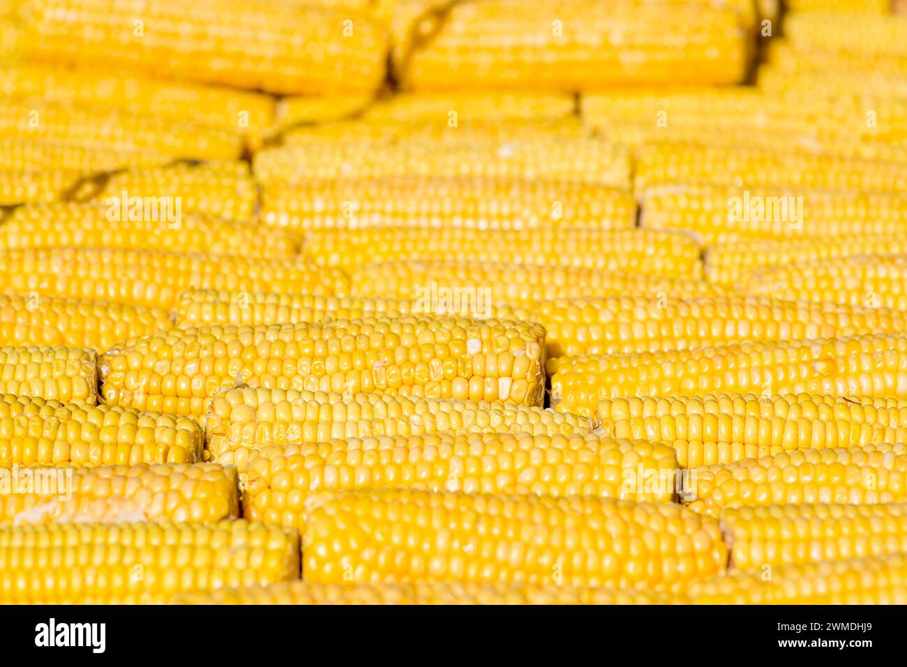 Cornfield full cobs harvest hi-res stock photography and images - Alamy