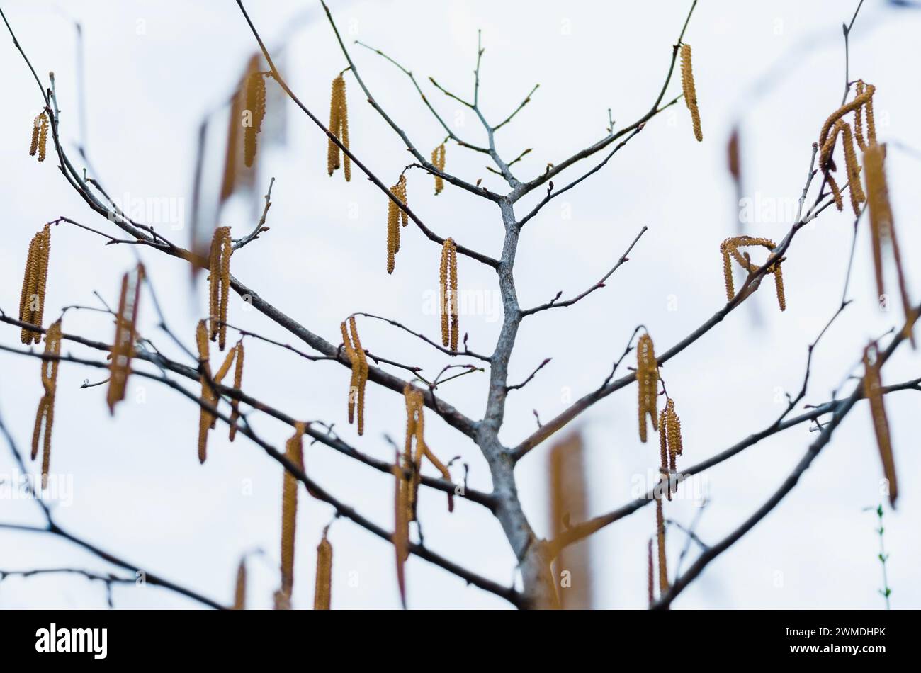 Hazelnut bloom hi-res stock photography and images - Alamy