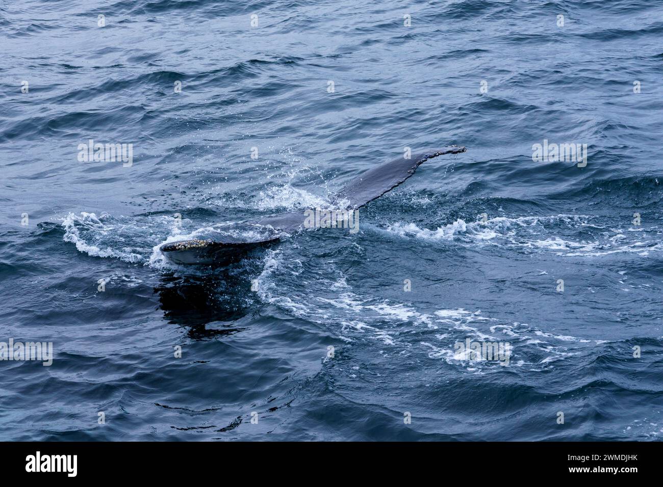 Megaptera novaeangliae Family Balaenopteridae Genus Megaptera Humpback ...