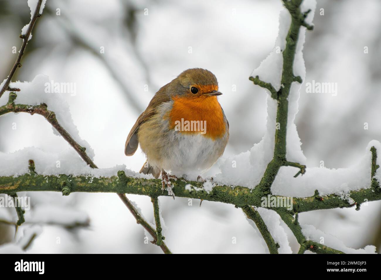 Robin winter scene hi-res stock photography and images - Alamy