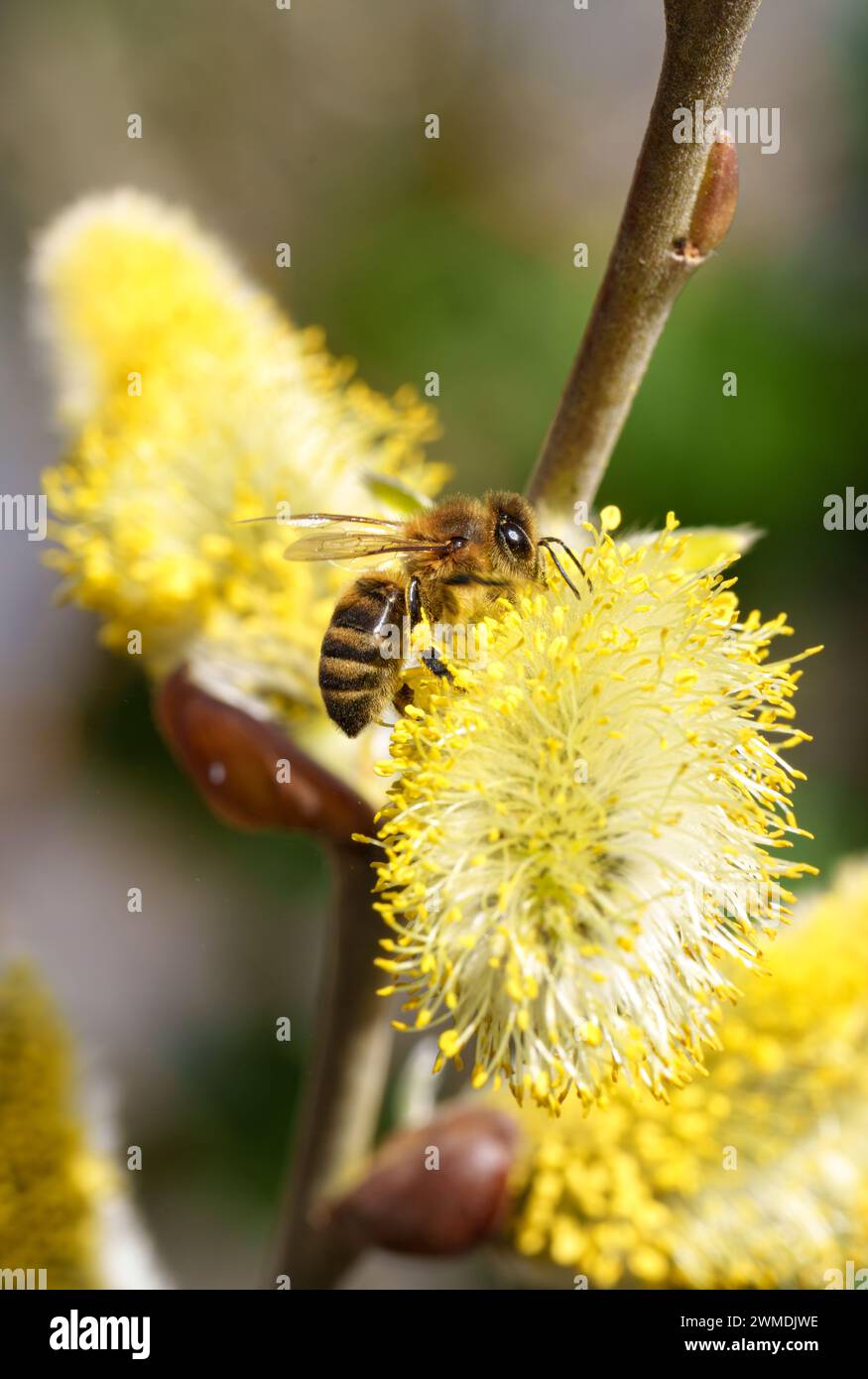 Natural closeup on a female of the rare and early flying Large Sallow ...
