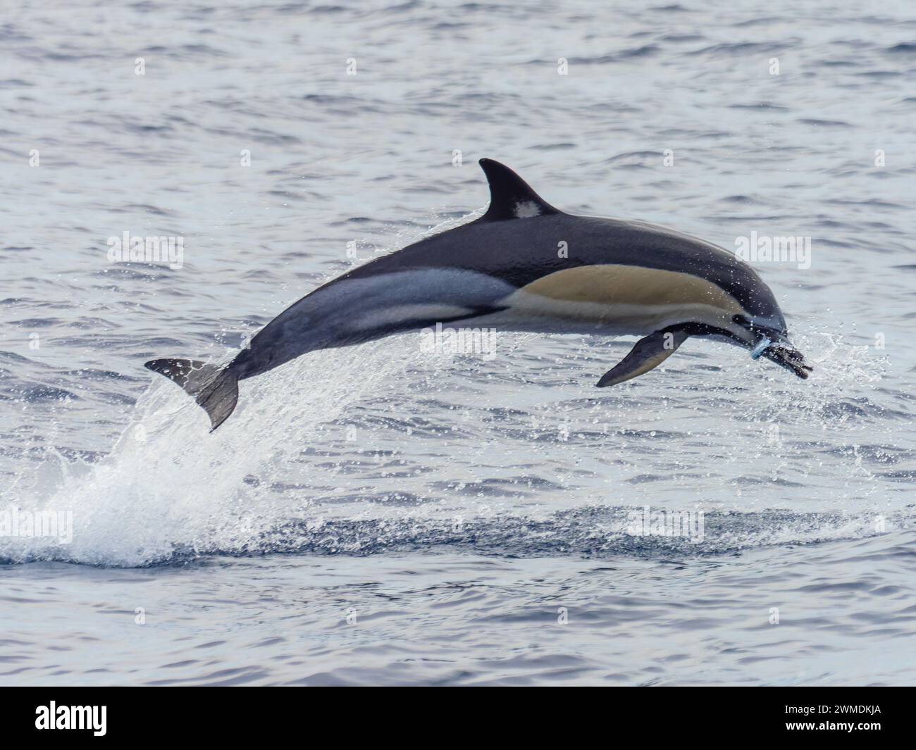 A leaping common dolphin, Delphinus delphis Stock Photo - Alamy