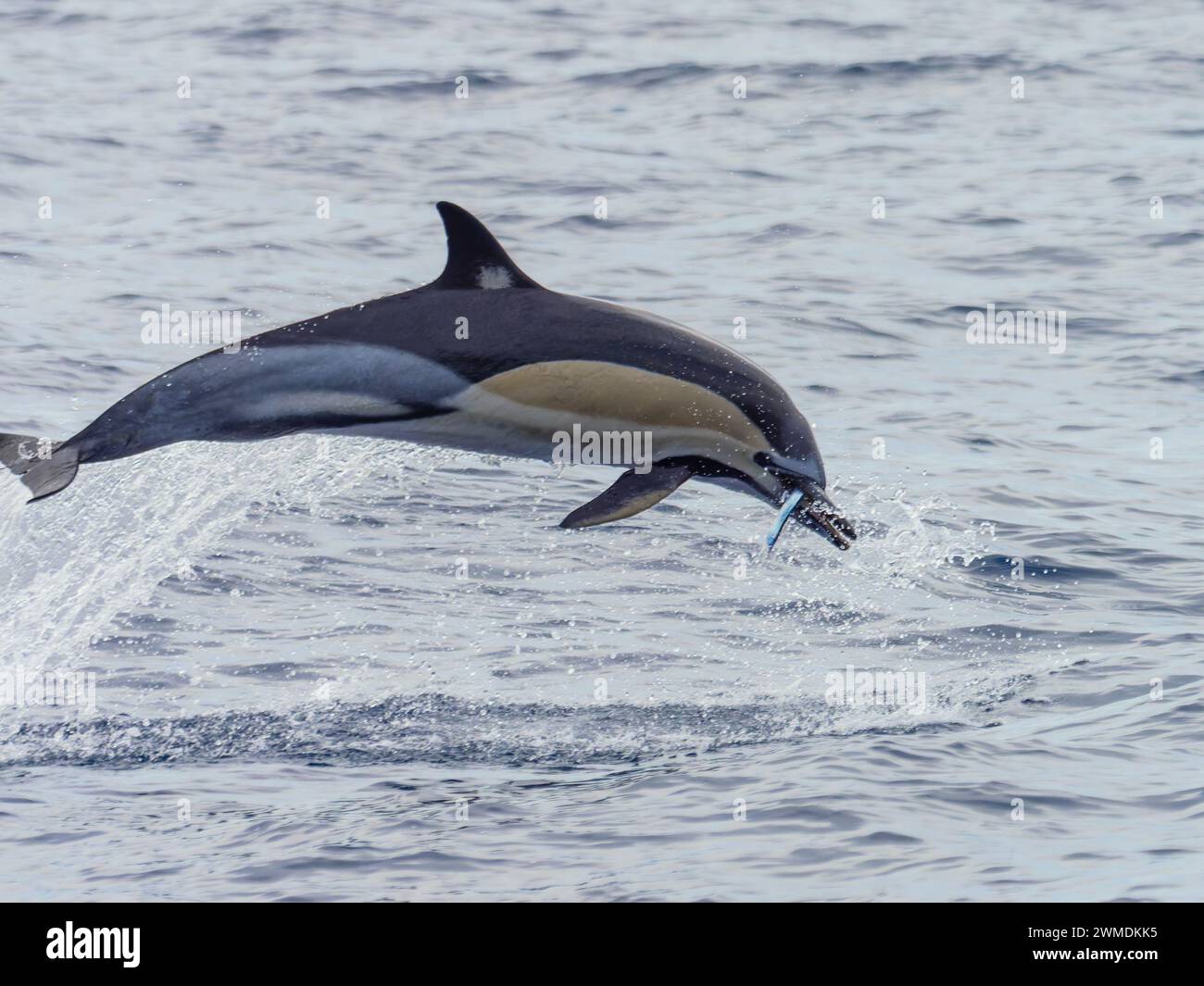 A leaping common dolphin, Delphinus delphis Stock Photo - Alamy