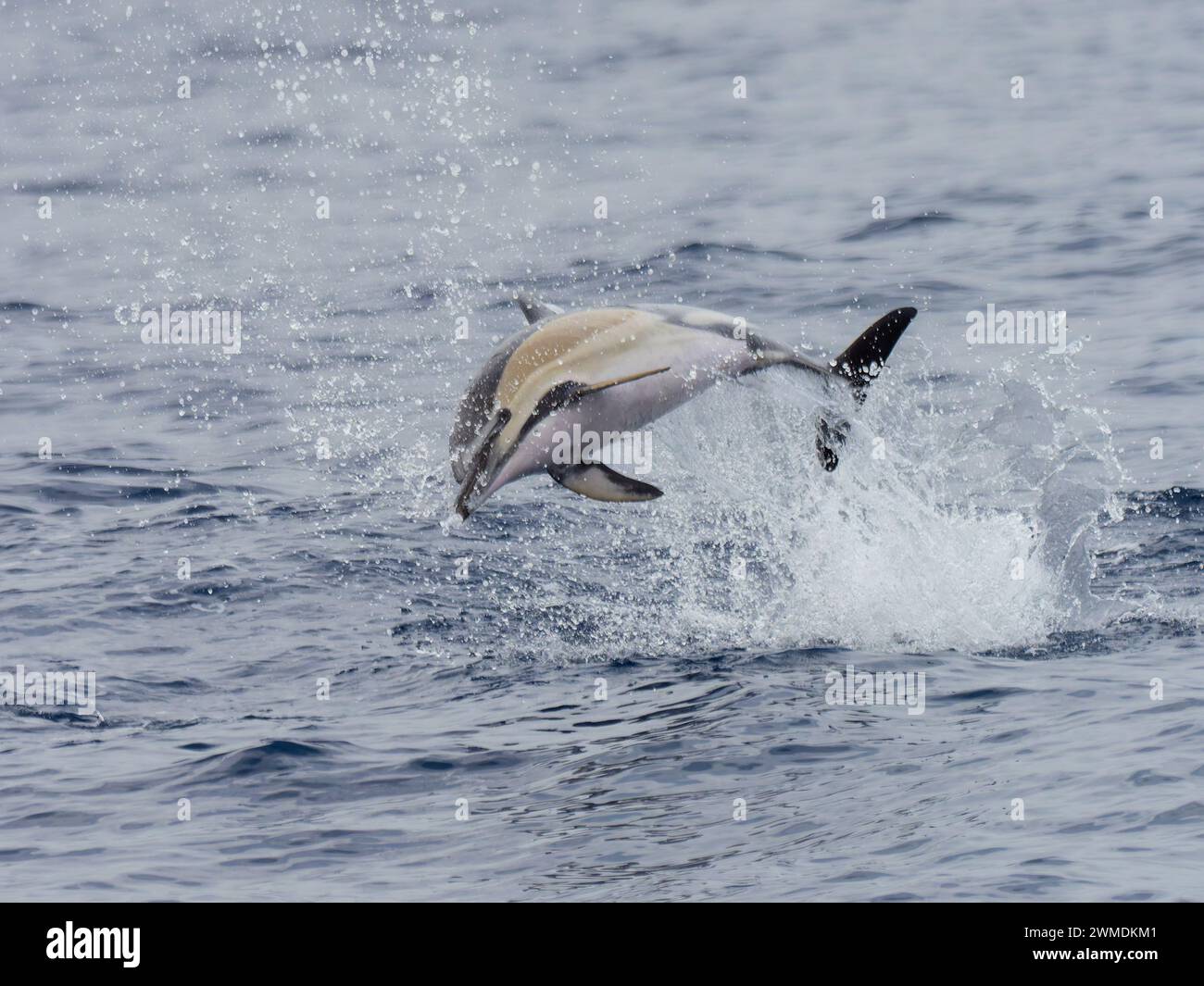 A leaping common dolphin, Delphinus delphis Stock Photo - Alamy