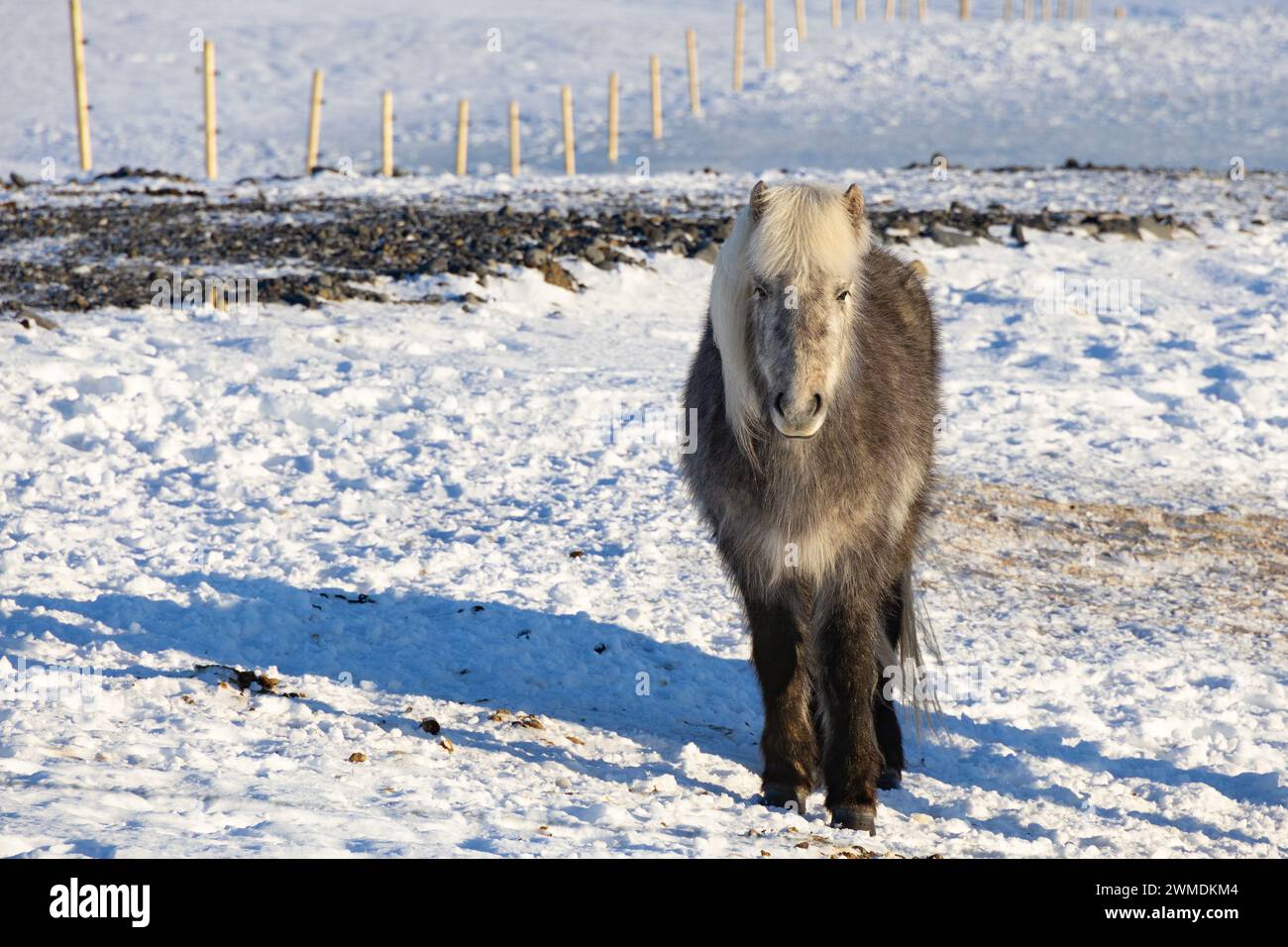 Frozen pony hi-res stock photography and images - Alamy