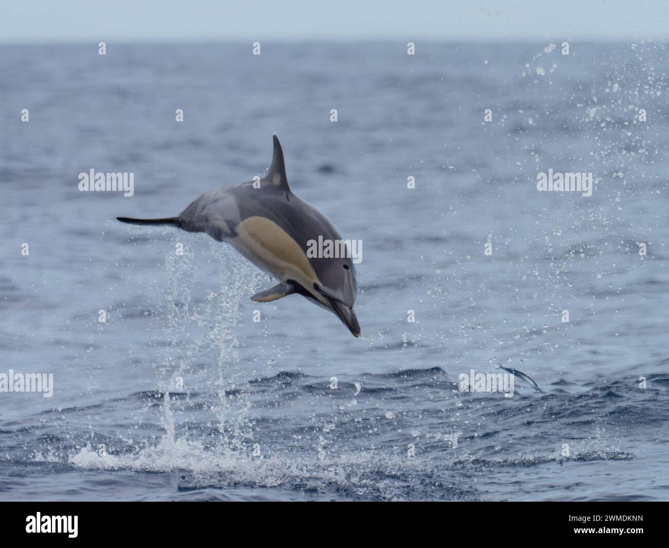 A leaping common dolphin, Delphinus delphis Stock Photo - Alamy