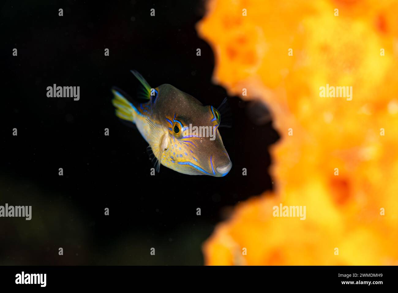 Close-up of Sharpnosed Puffer Fish, Canthigaster rostrata, with ...