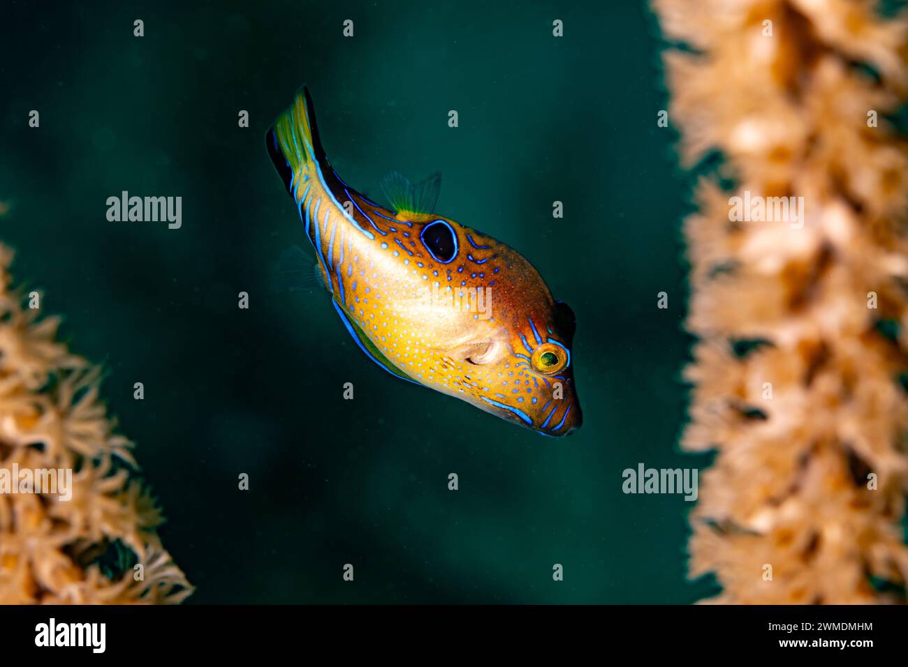 Close-up macro view of Sharpnosed Puffer Fish, Canthigaster rostrata ...