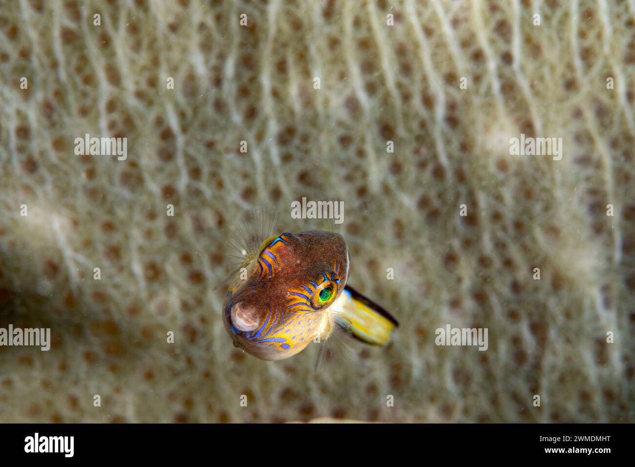 Close-up of Sharpnosed Puffer Fish, Canthigaster rostrata, with ...