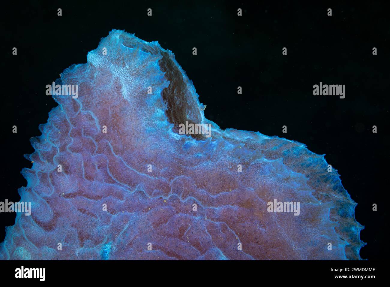 Sponge patterns hi-res stock photography and images - Alamy