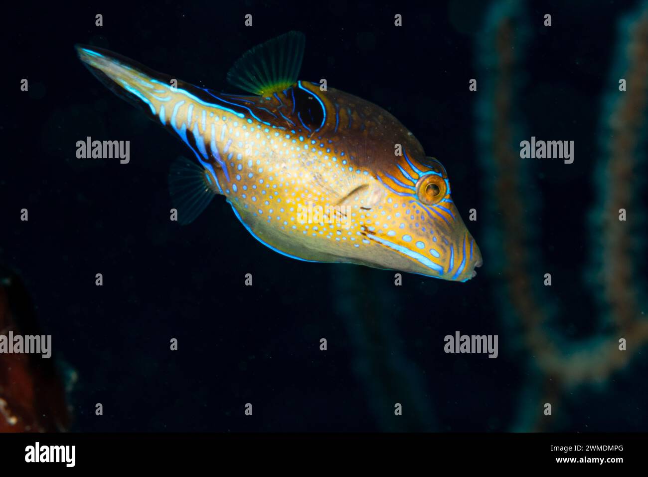 Close-up of Sharpnosed Puffer Fish, Canthigaster rostrata, with ...