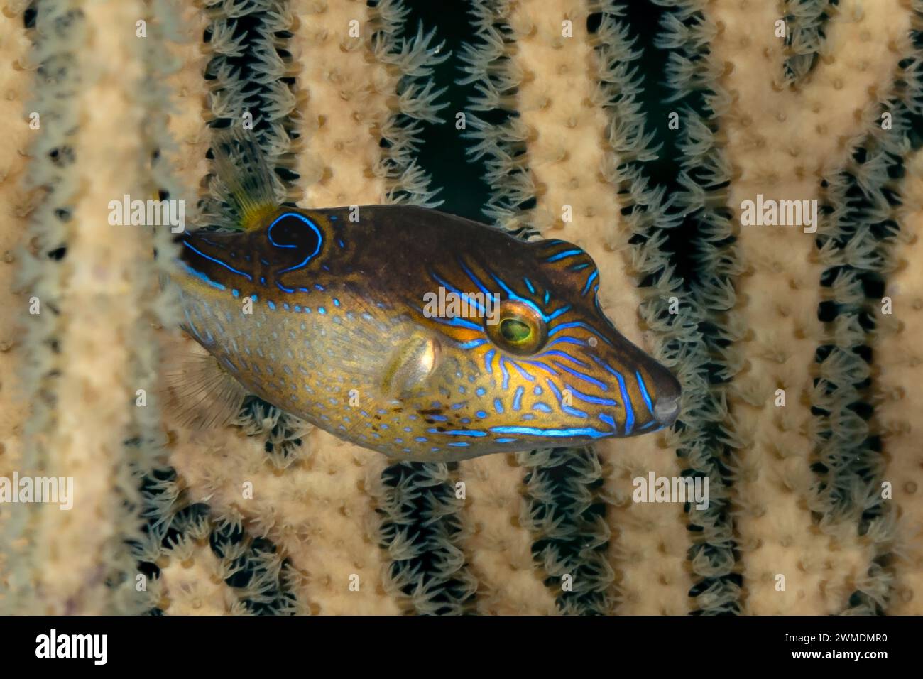 Close-up of Sharpnosed Puffer Fish, Canthigaster rostrata, with ...