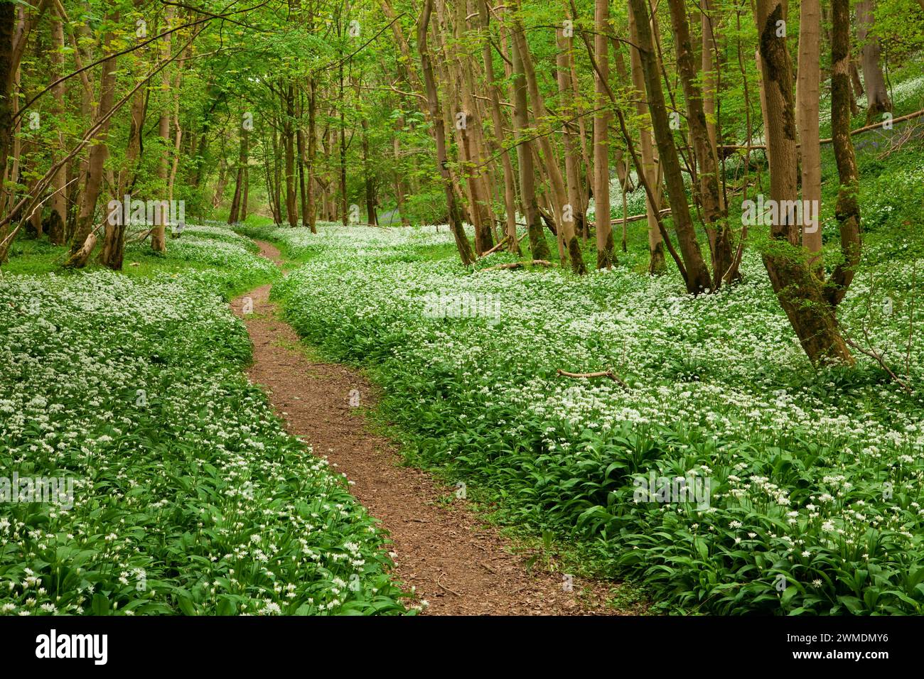 The coppiced woodland of Robin Hood's Howl in spring, North Yorkshire ...