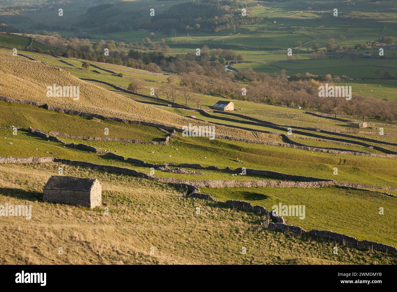 Farm fields and barns in the Yorkshire Dales valley of Wharfedale, UK ...