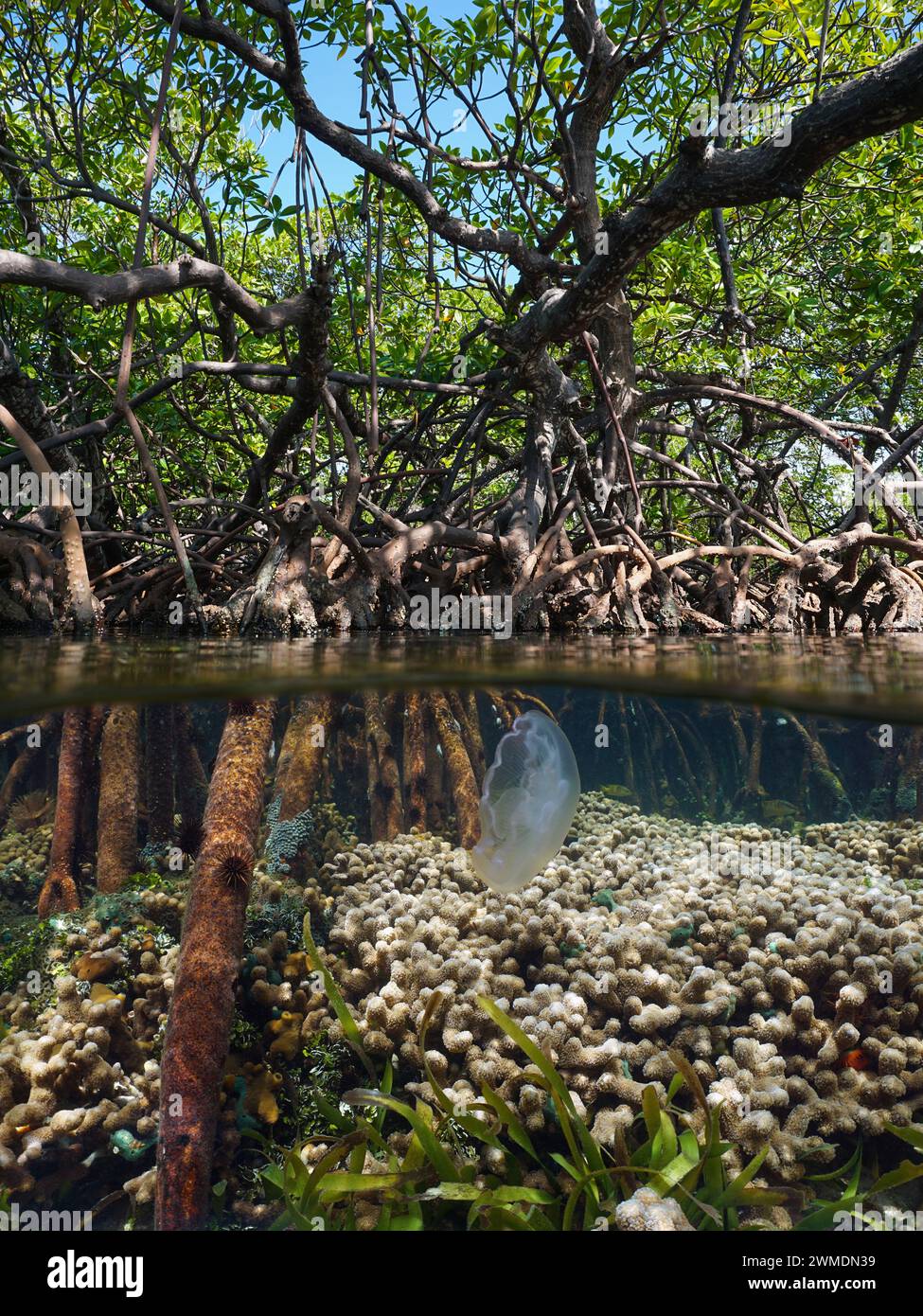 Mangrove tree in the Caribbean sea with finger coral and a moon ...