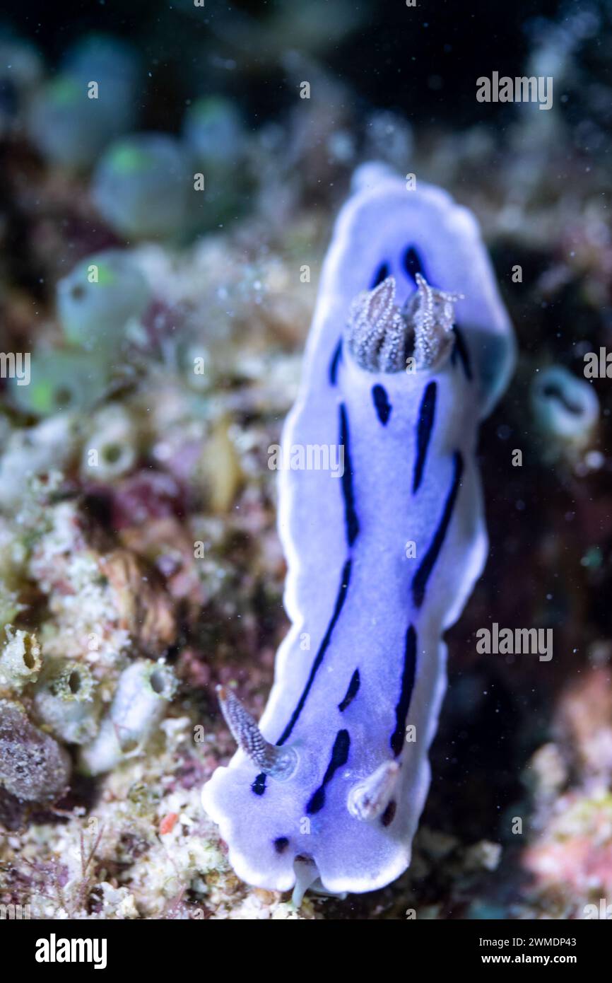 Macro view of colorful purple nudibranch, Nudibranchia, sea slug ...