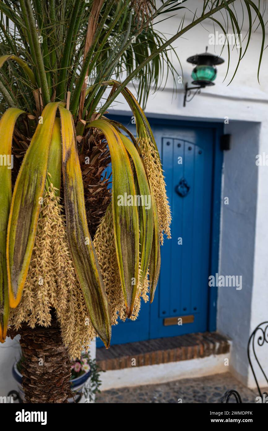 Palm tree with date flowers in front of a typical Andalusian blue door ...