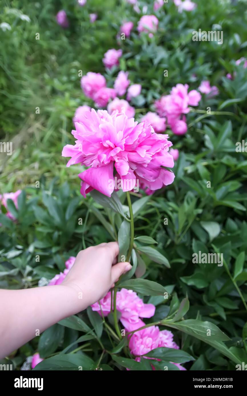 Beautiful fragrant flowers in summer garden. Pink peonies in full bloom ...