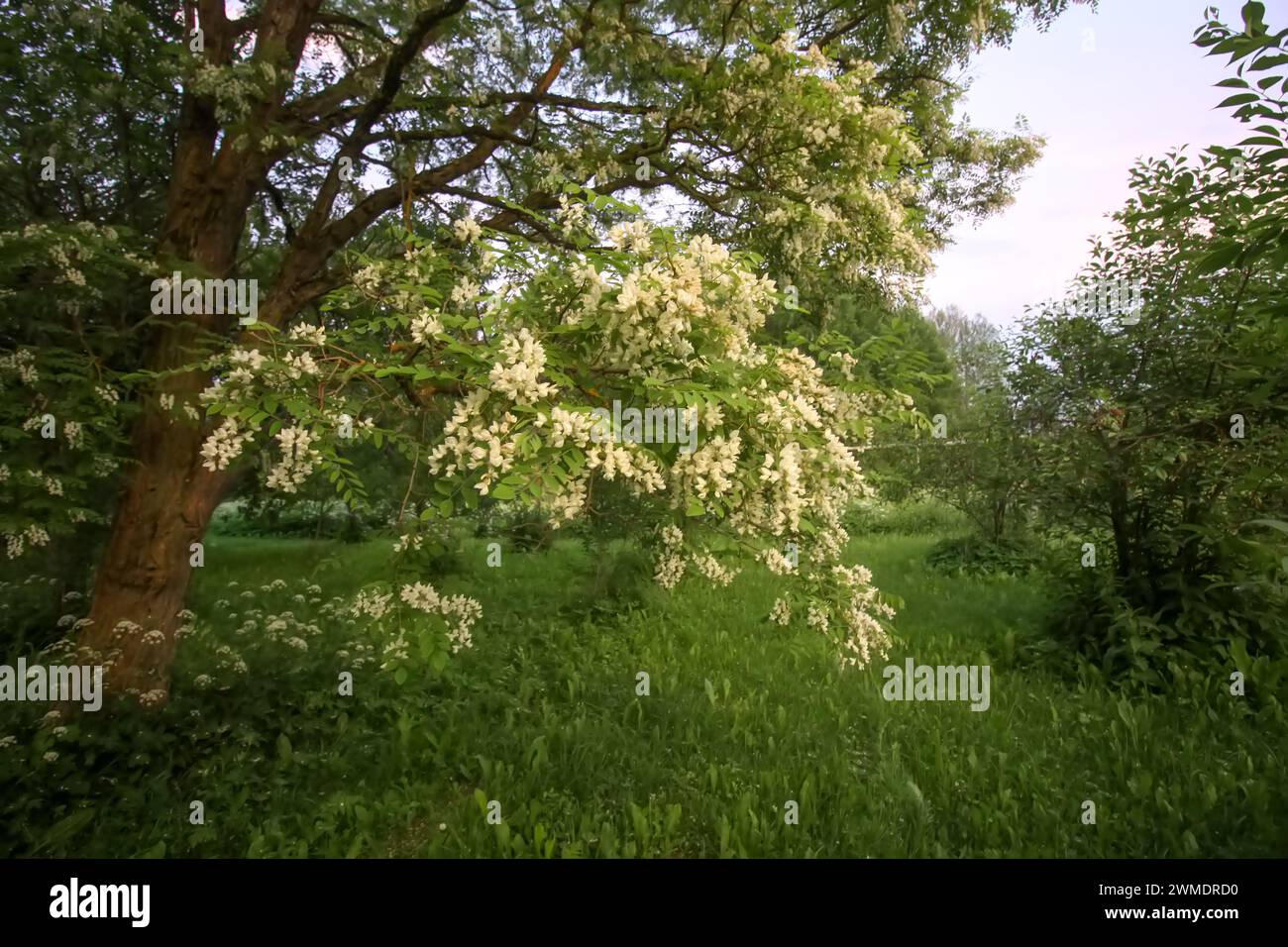 Robinia pseudoacacia, false acacia trees in bloom Stock Photo - Alamy
