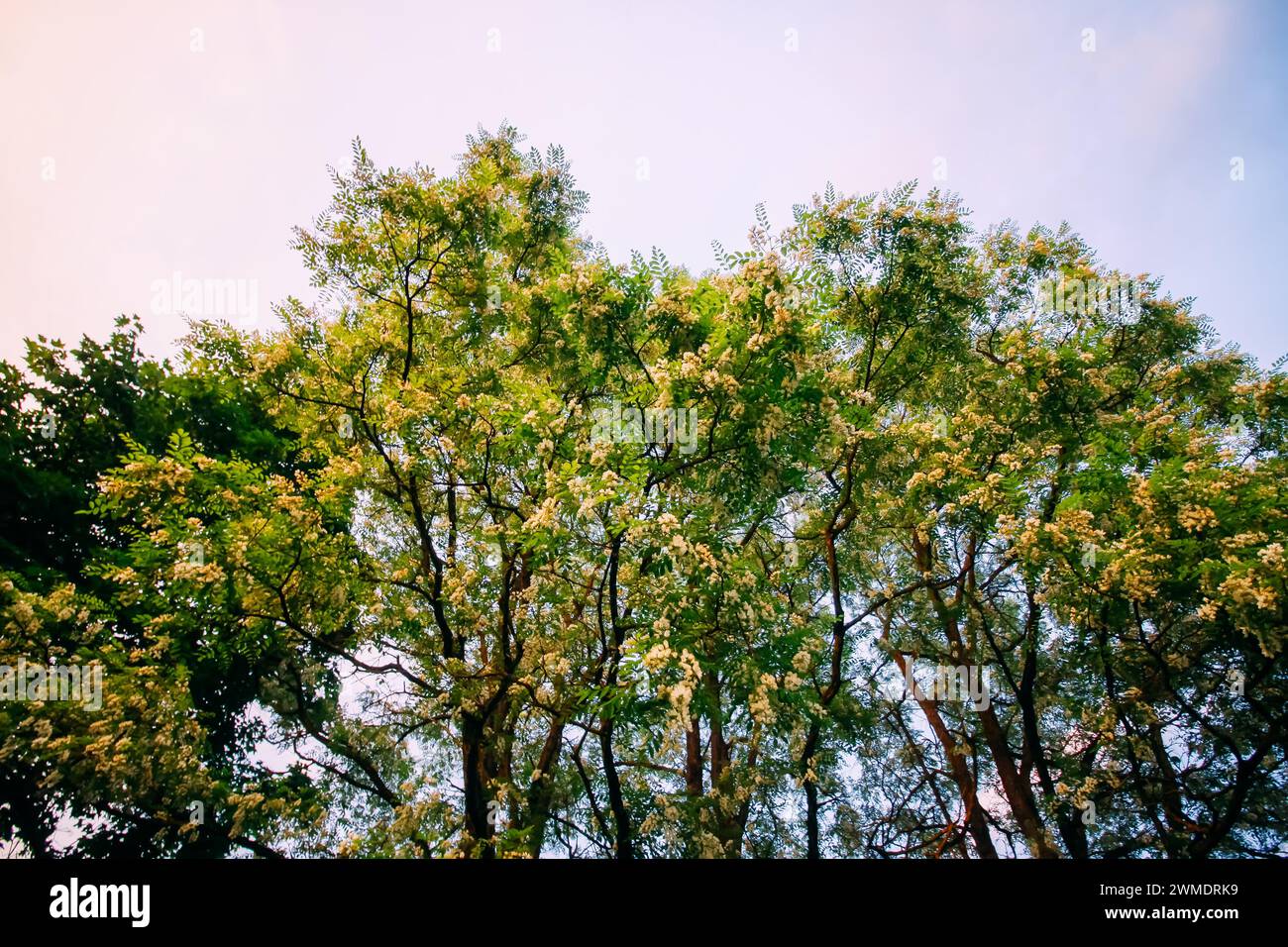 Robinia pseudoacacia, false acacia trees in bloom Stock Photo - Alamy