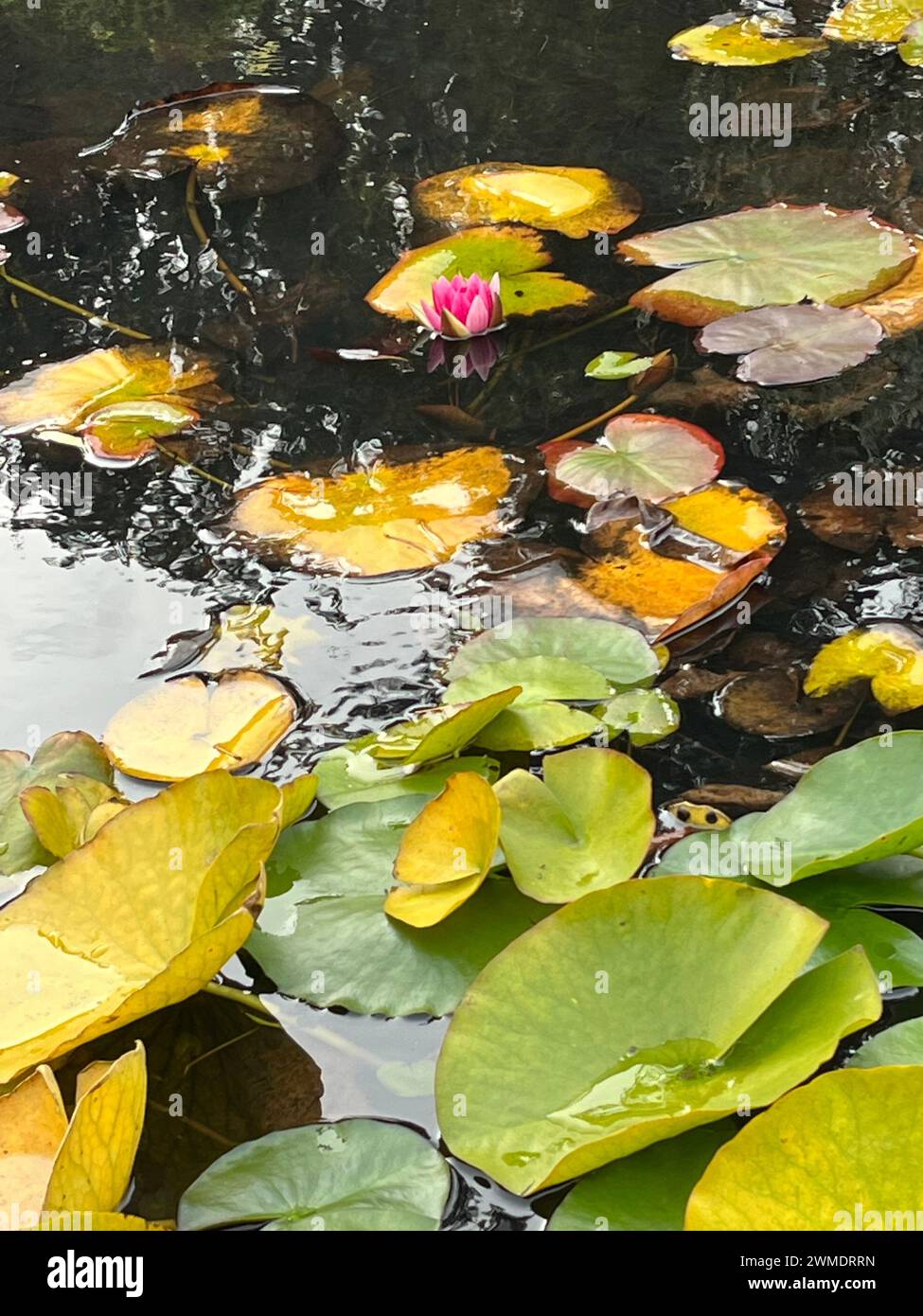 Lily pond with a single water lily flower surrounded by the lily pad ...