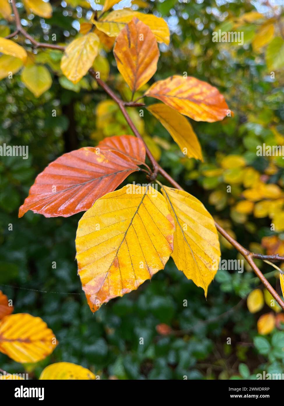 Leaves colour seasons hi-res stock photography and images - Alamy