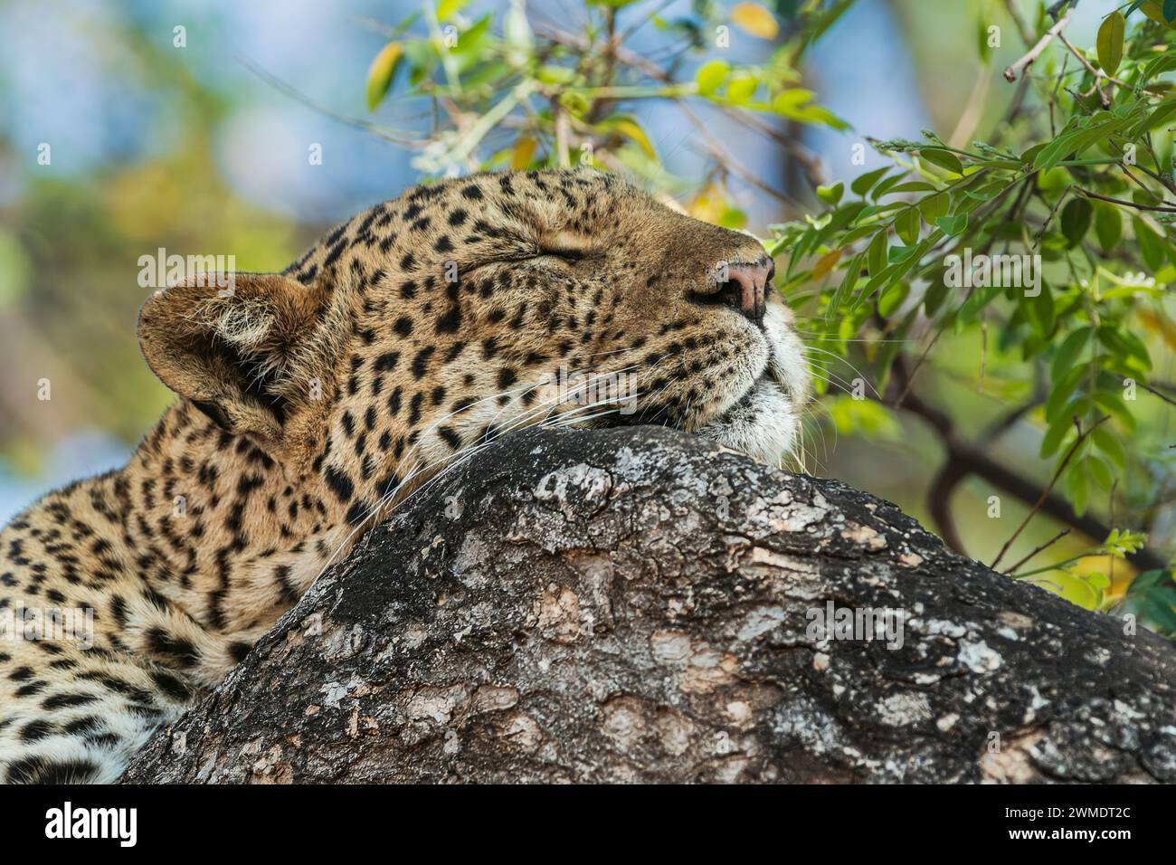 African Leopard, Panthera pardus, Mashatu Game Reserve, Botswana Stock ...