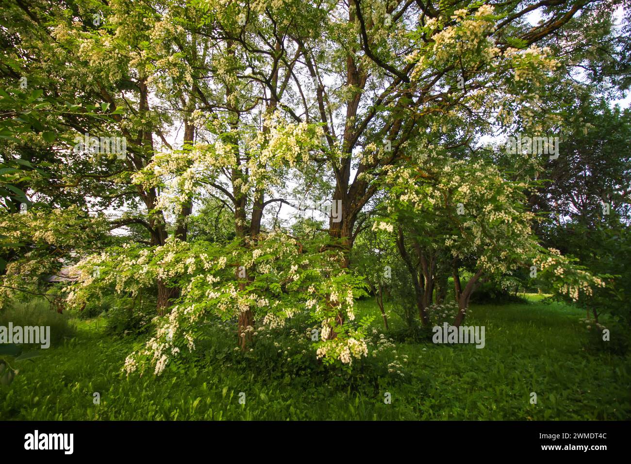Robinia pseudoacacia, false acacia trees in bloom Stock Photo - Alamy