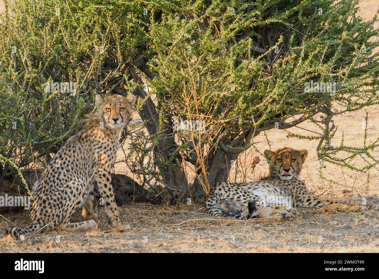 Cheetah cubs, Acinonyx jubatus, Mashatu Game Reserve, Botswana Stock Photo - Alamy