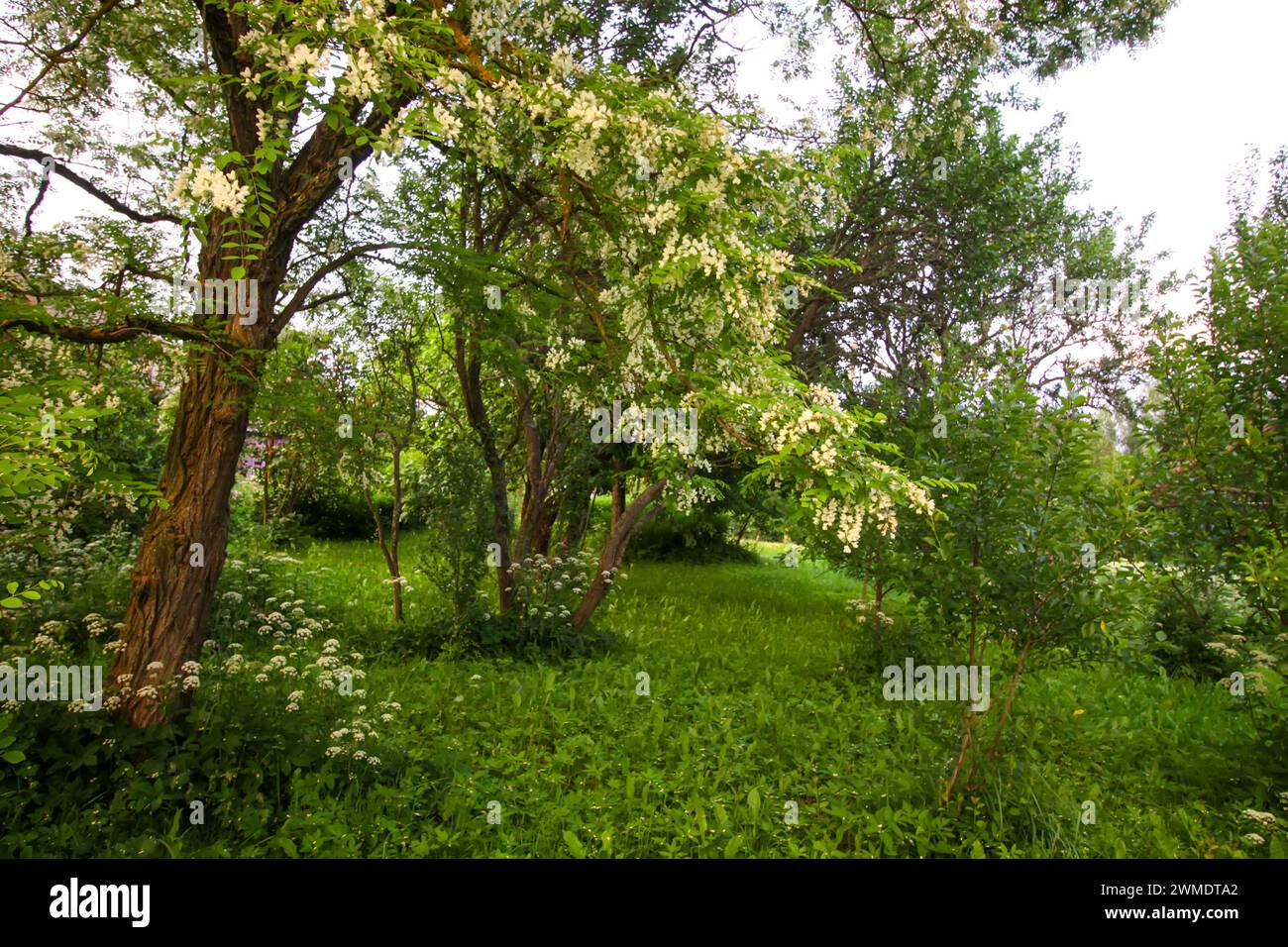 Robinia pseudoacacia, false acacia trees in bloom Stock Photo - Alamy